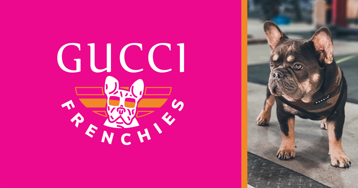 Gucci Frenchies | French Bulldog Breeders | Ankeny, Iowa
