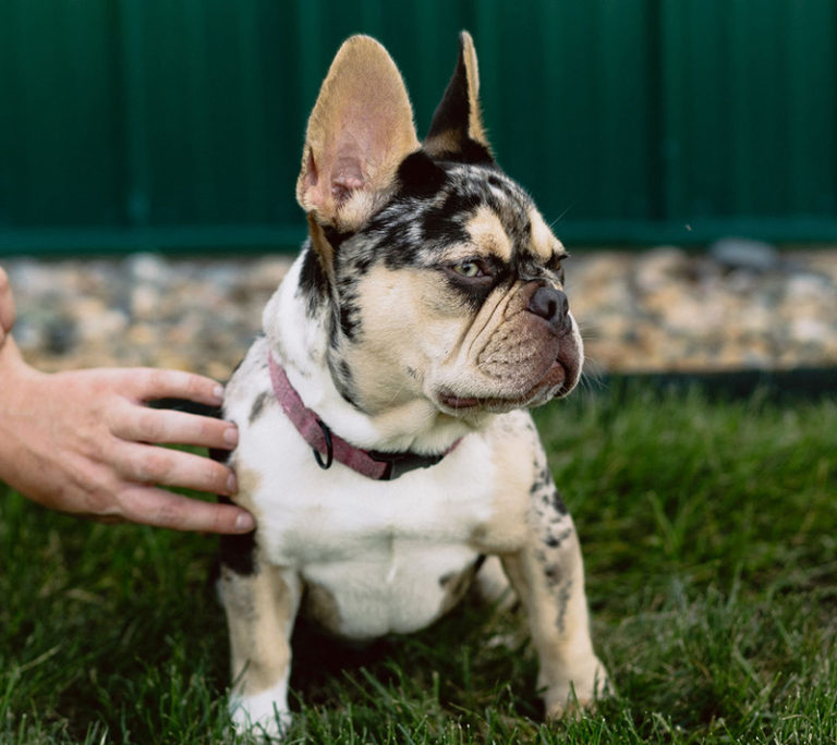 Gucci Frenchies | French Bulldog Breeders | Ankeny, Iowa