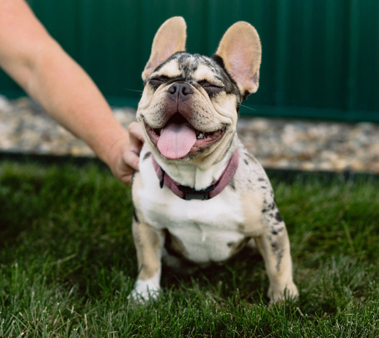 Gucci Frenchies | French Bulldog Breeders | Ankeny, Iowa