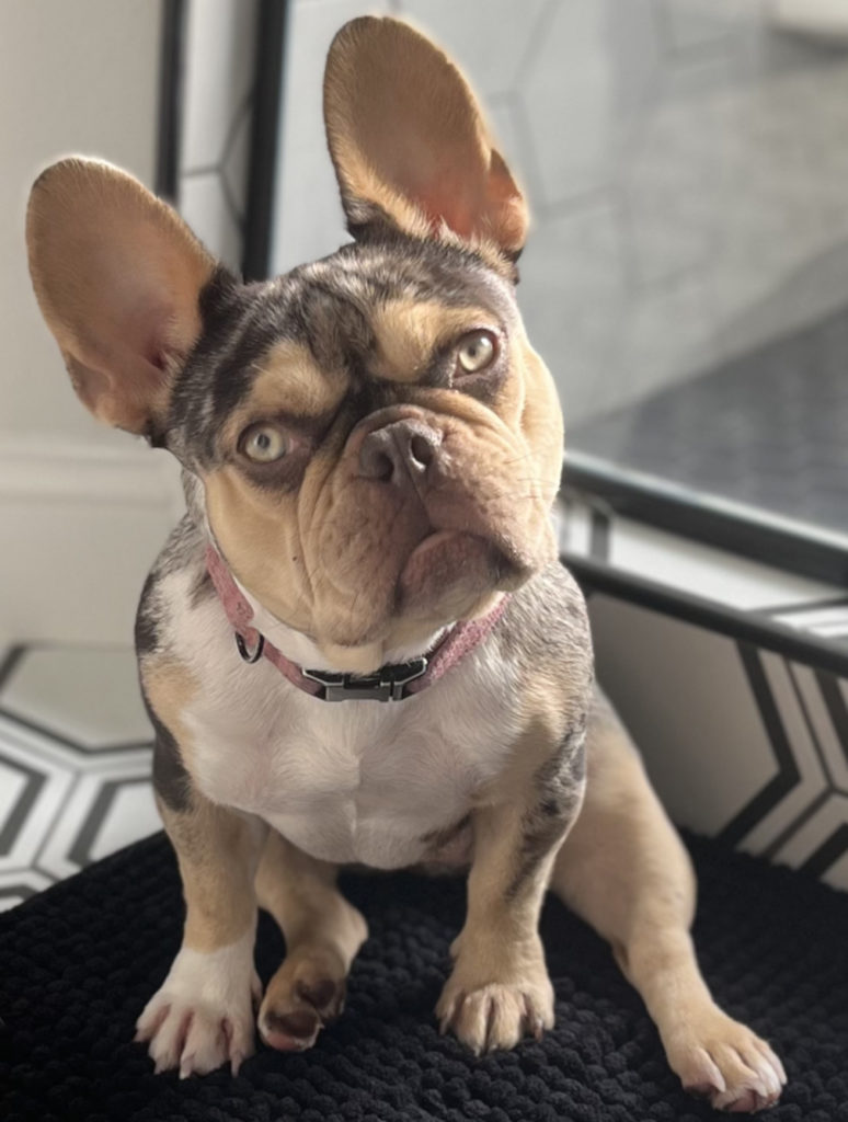 Our Dogs | Gucci Frenchies