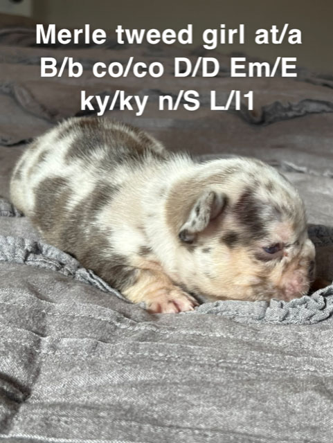 New Merle Tweed | Gucci Frenchies