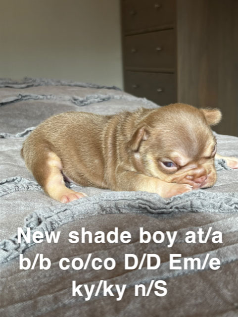 New Shade Boy | Gucci Frenchies