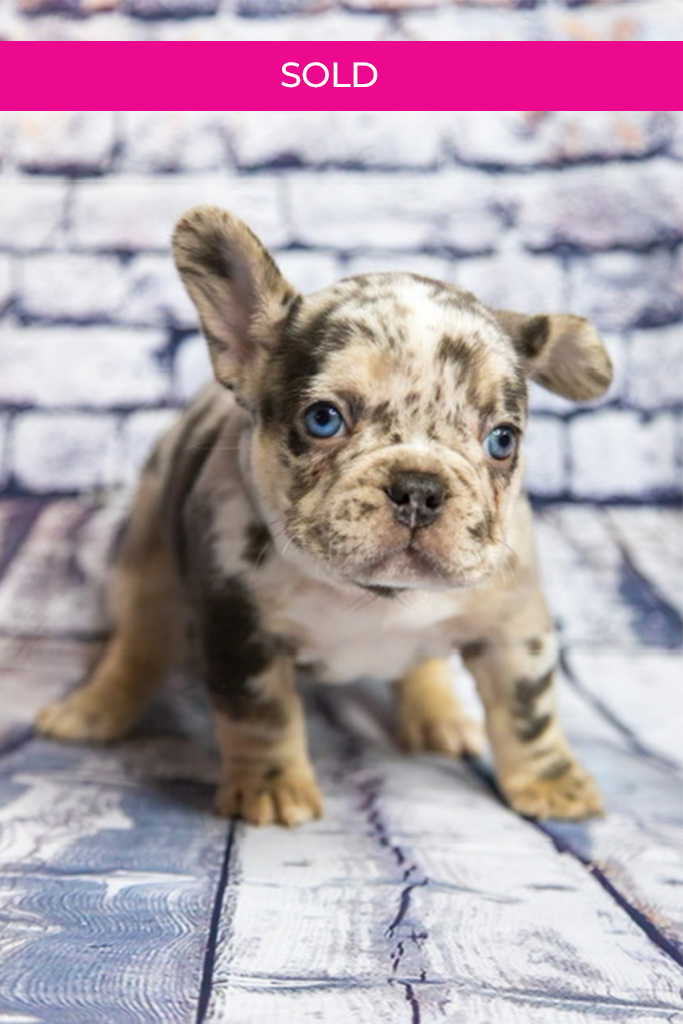 New Merle Tweed | Gucci Frenchies